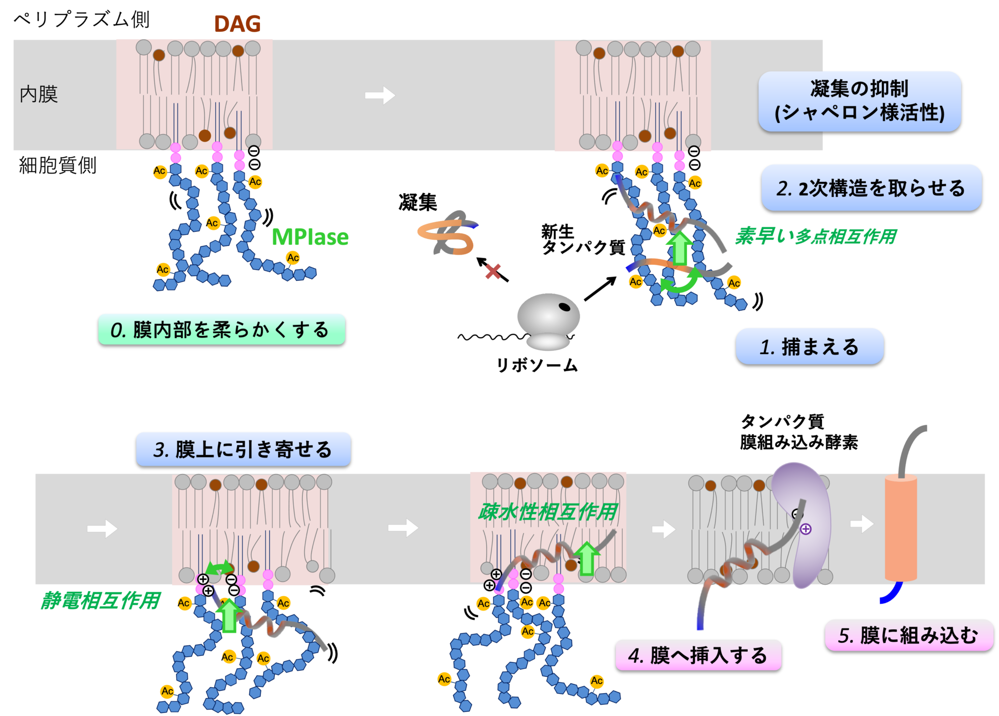 糖脂質がタンパク質を細胞膜に埋め込むしくみの解明 | 公益財団法人サントリー生命科学財団