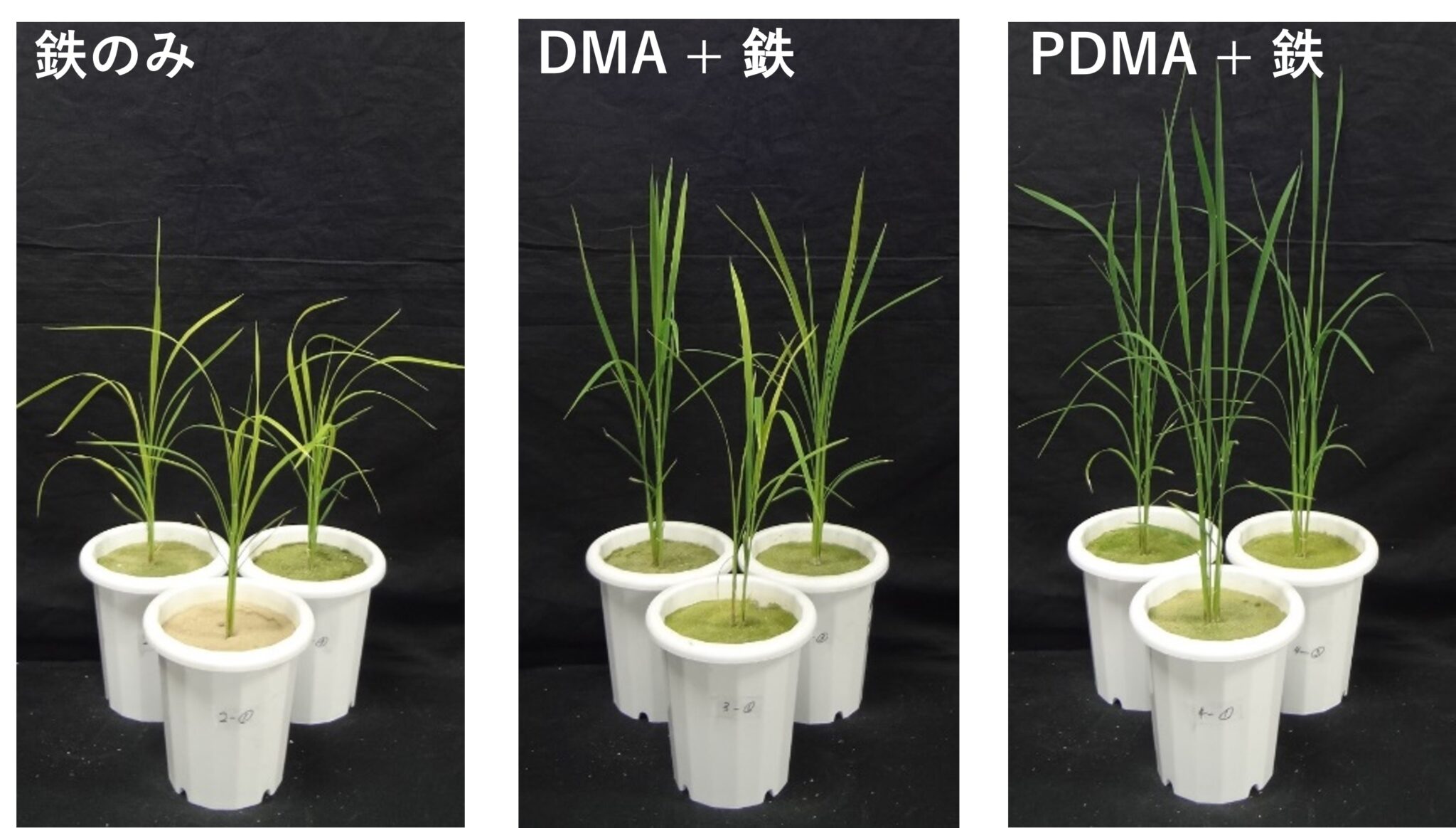 イネ科植物のムギネ酸による鉄吸収機構の解明 | 公益財団法人サントリー生命科学財団
