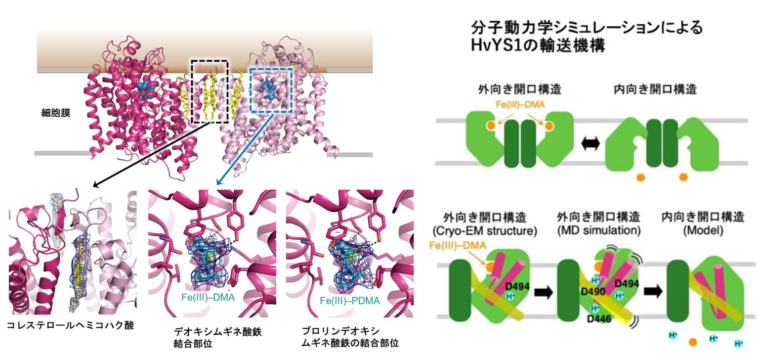 イネ科植物のムギネ酸による鉄吸収機構の解明 | 公益財団法人サントリー生命科学財団