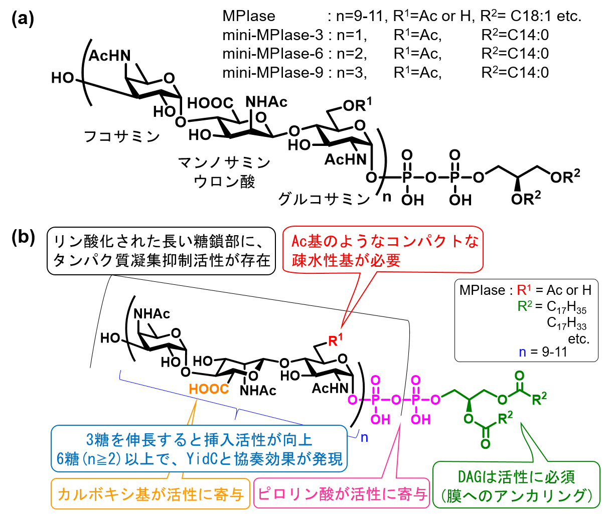 日本糖質学会でW受賞！ | 公益財団法人サントリー生命科学財団